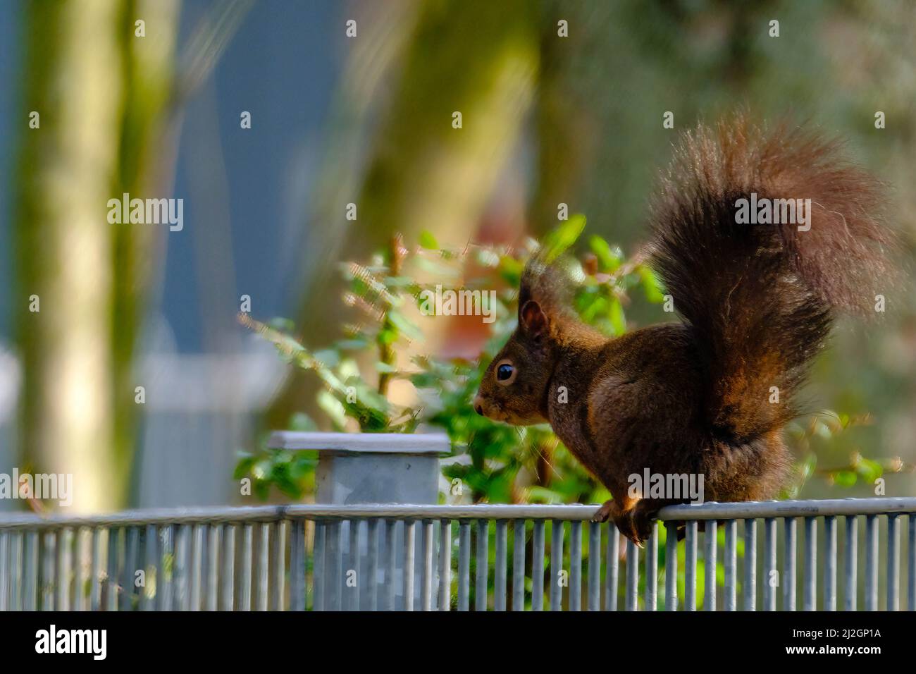 Walking squirrel hi-res stock photography and images - Alamy