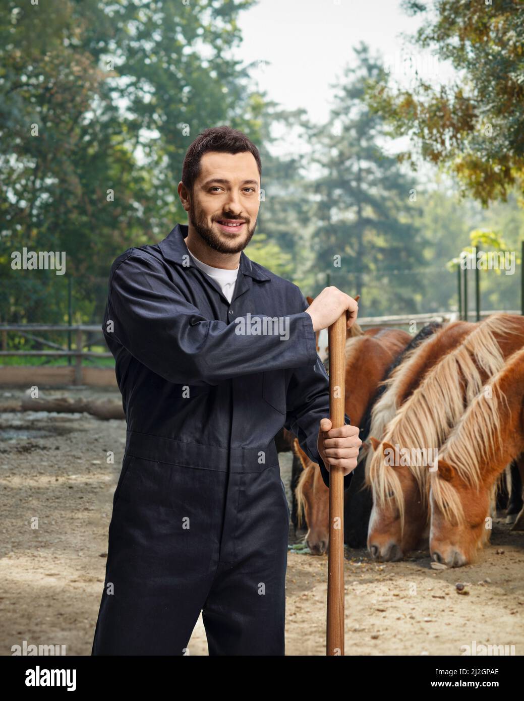 Male stud farm worker in a uniform posing with horses in a yard Stock ...