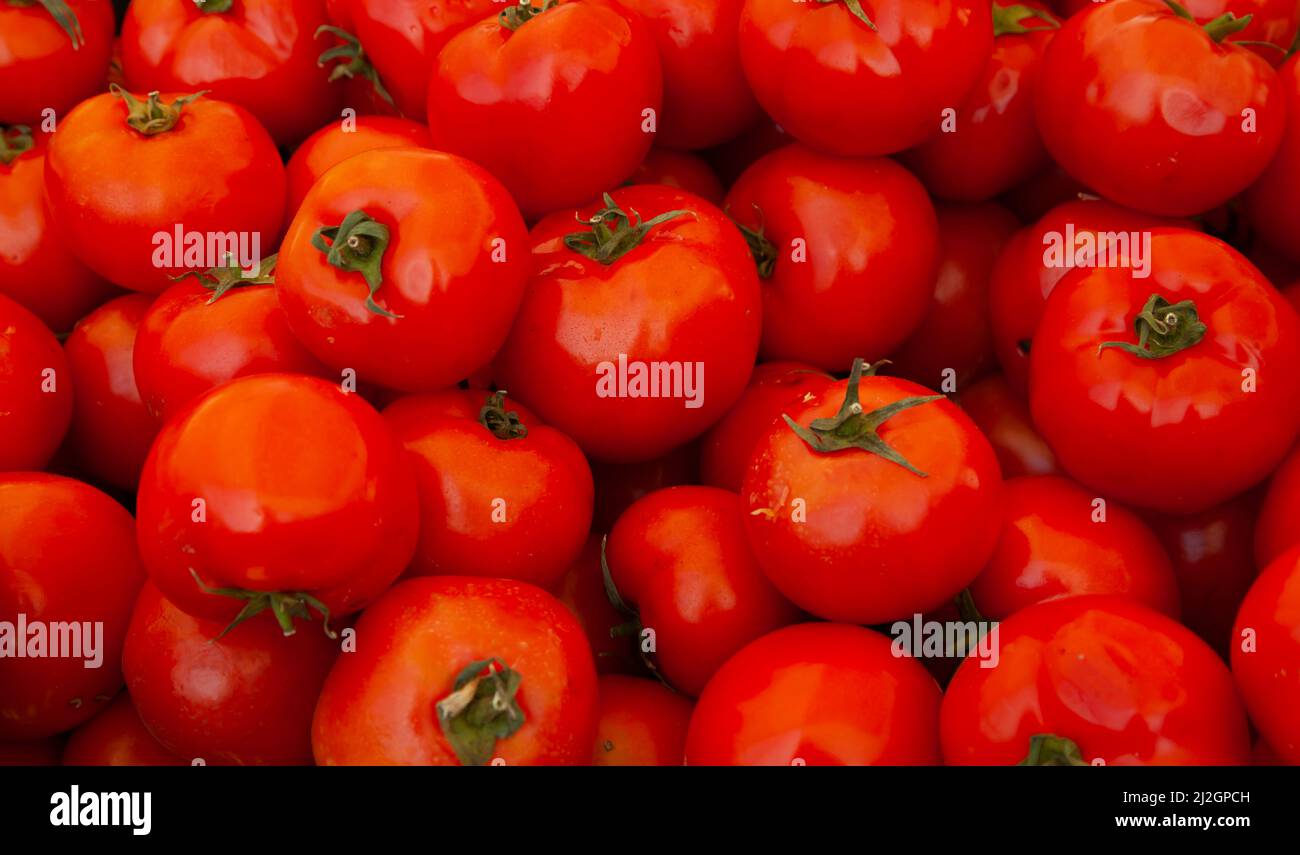 Background of tomatoes. close up and front view. Tomatoes are on ...