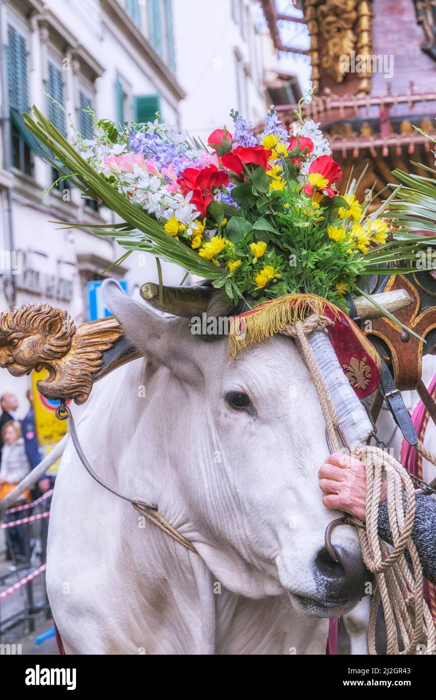 Ox cart, Explosion of the Cart festival, Florence, Tuscany, Italy ...