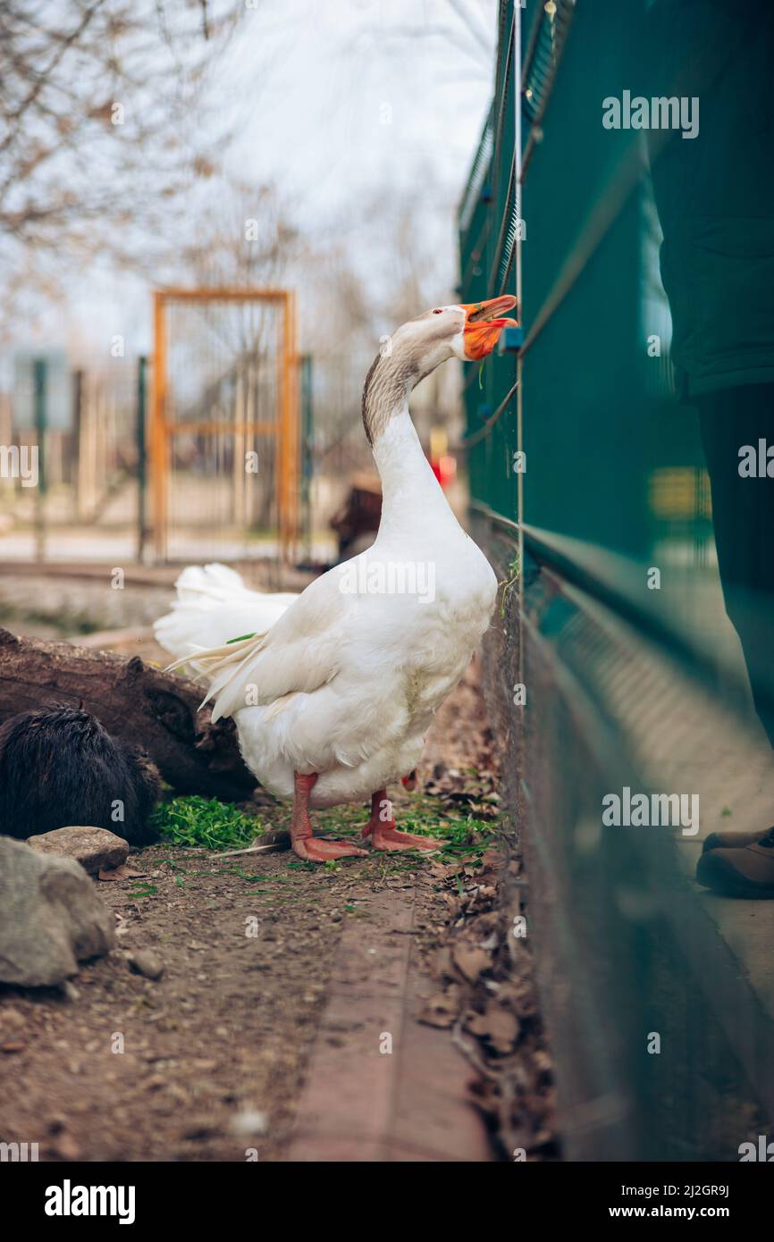 Portrait of Domestic goose, in profile on blurred background in a zoo ...