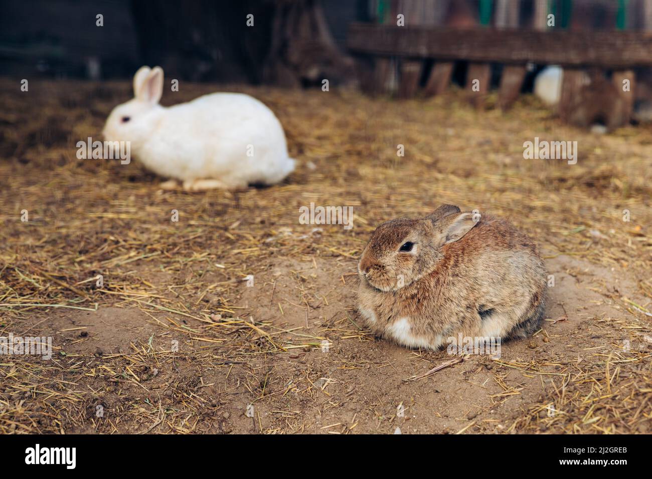 Cute adorable rabbits bunnies hugging together in a farm. Holes dug in ...