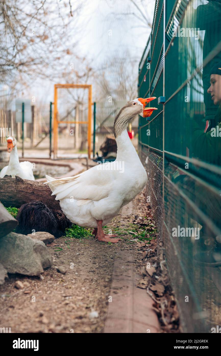 Portrait of Domestic goose, in profile on blurred background in a zoo ...