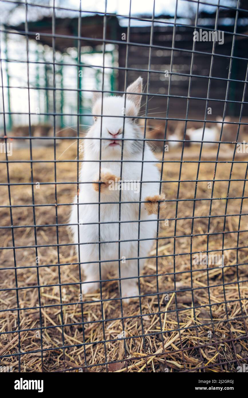 White baby rabbit bunny stands up on the cage net mesh looking for food ...