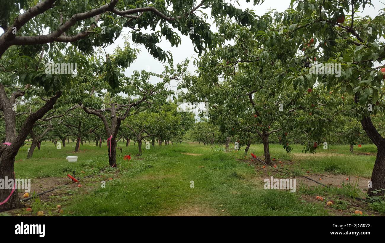 A natural view of a pathway with peach trees on the side in Okanagan ...