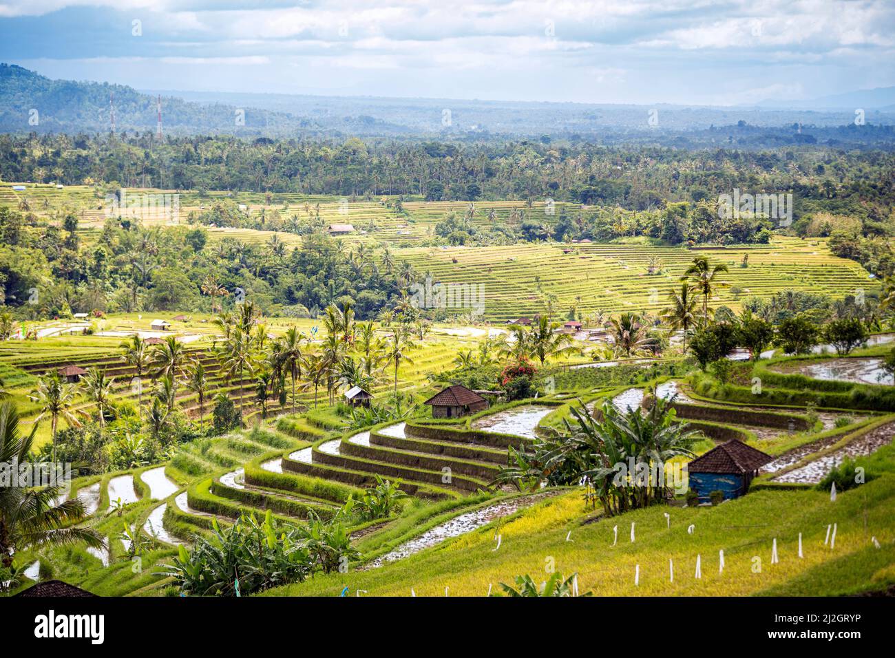 Green rice terraces in Bali, Indonesia Stock Photo - Alamy