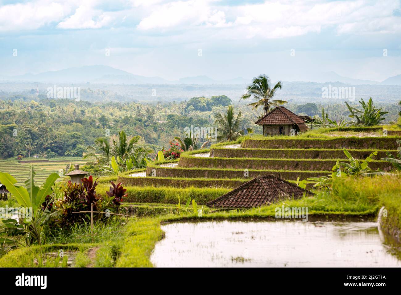 rice field on terraced in hill Stock Photo - Alamy