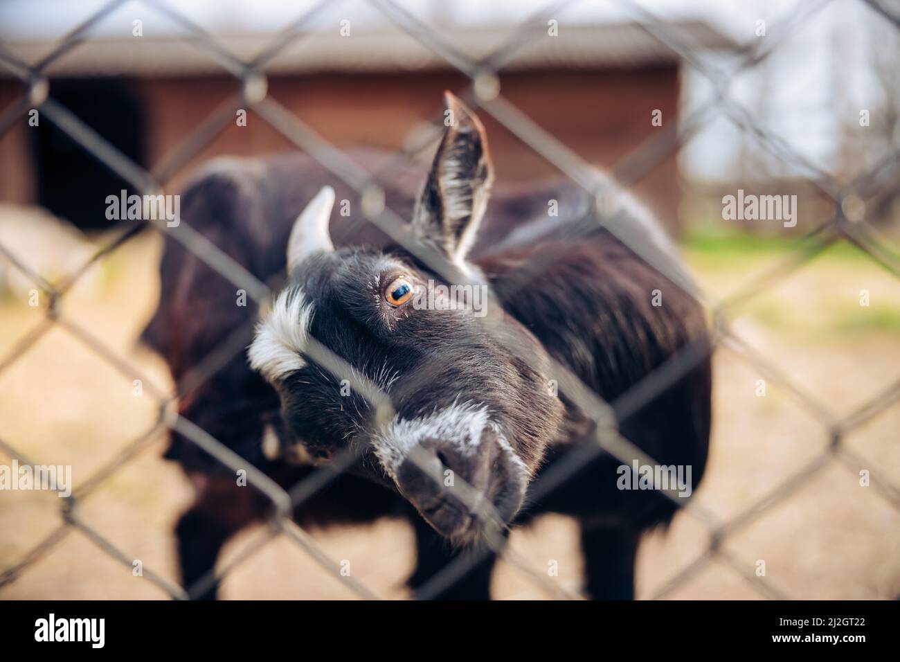 Funny goat in a zoo scratching her ear, twisting its head. Funny cute ...