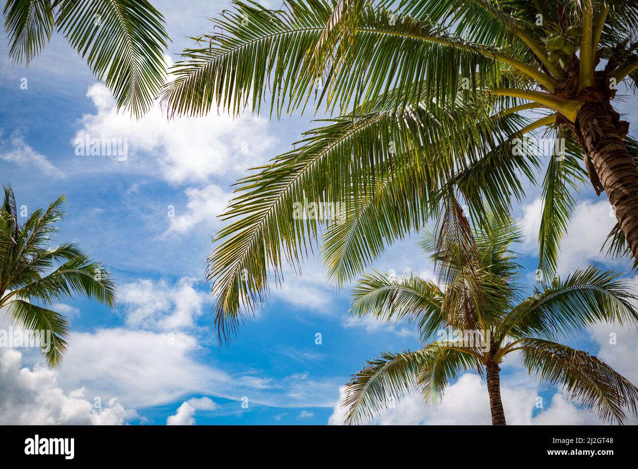 Palm tree over sky, nature background Stock Photo - Alamy