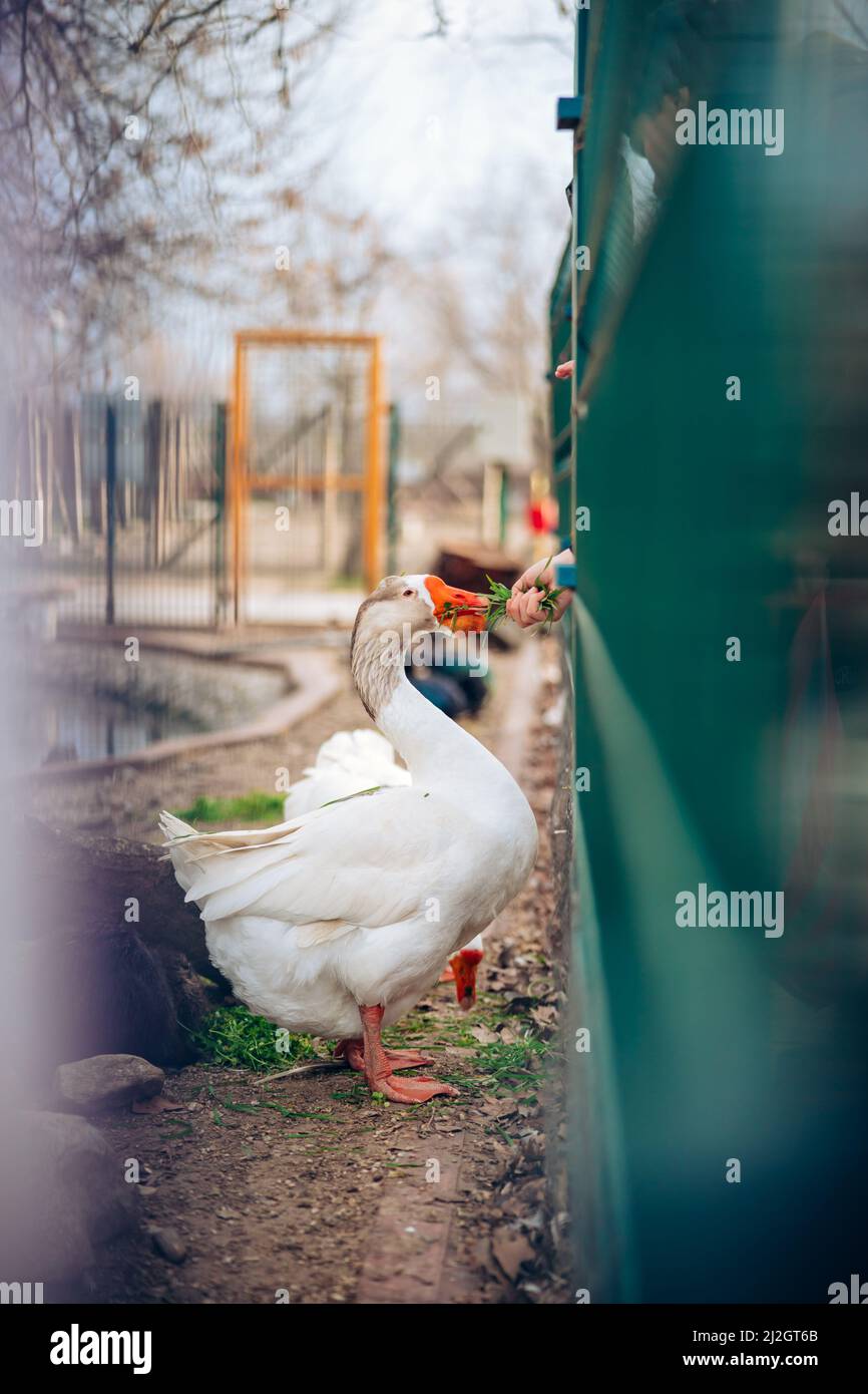 Portrait of Domestic goose, in profile on blurred background in a zoo ...