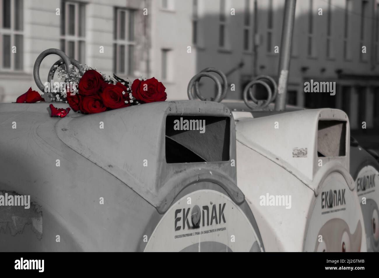 Sofia rose hi-res stock photography and images - Alamy