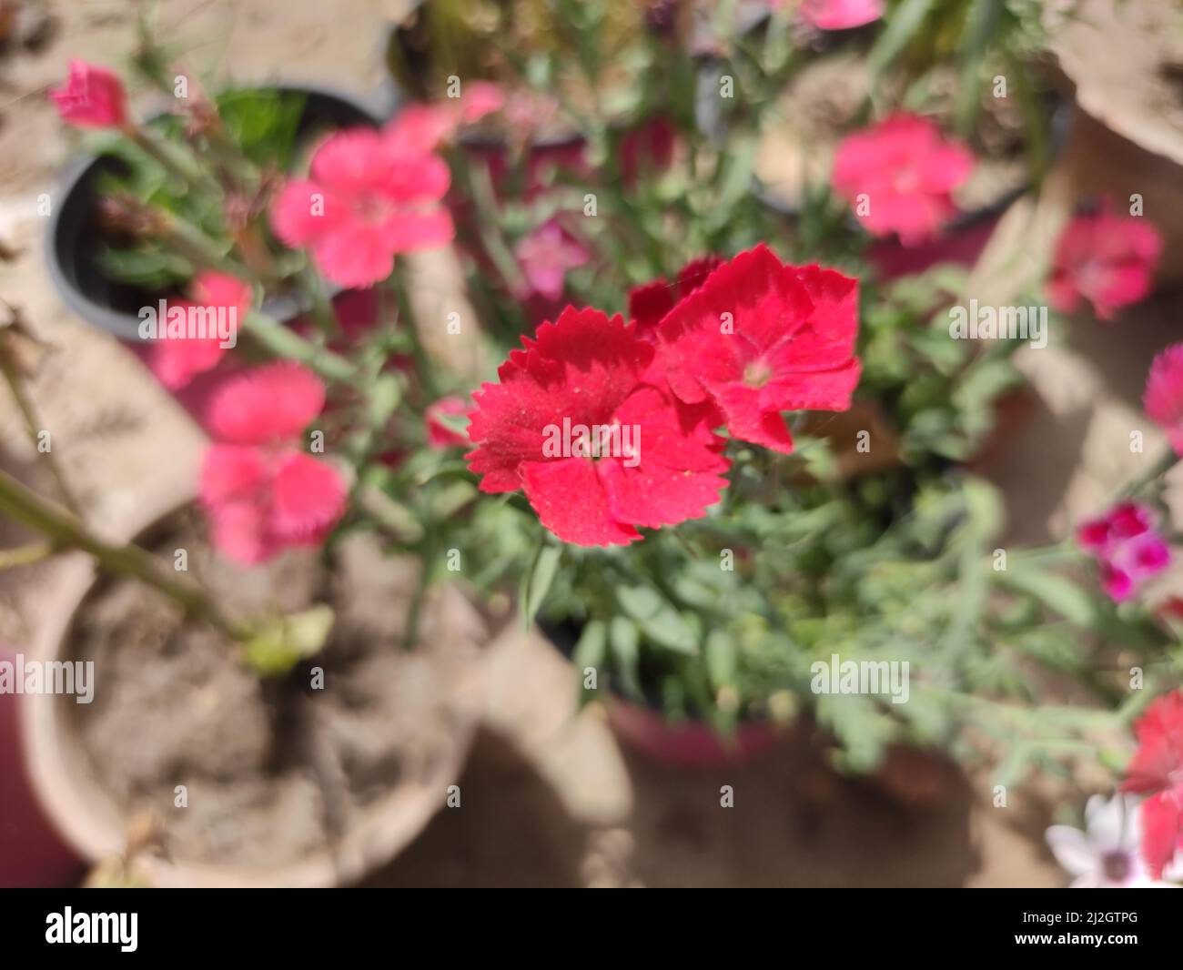 A top view of beautiful pink Dianthus flowers in a pot under the ...