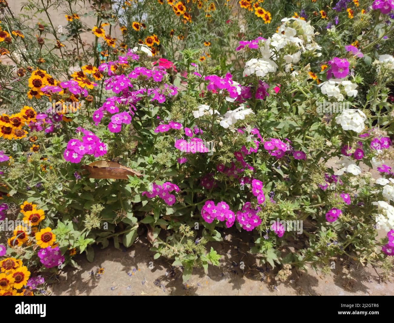 Beautiful Plains coreopsis and pink and white garden phlox under the ...