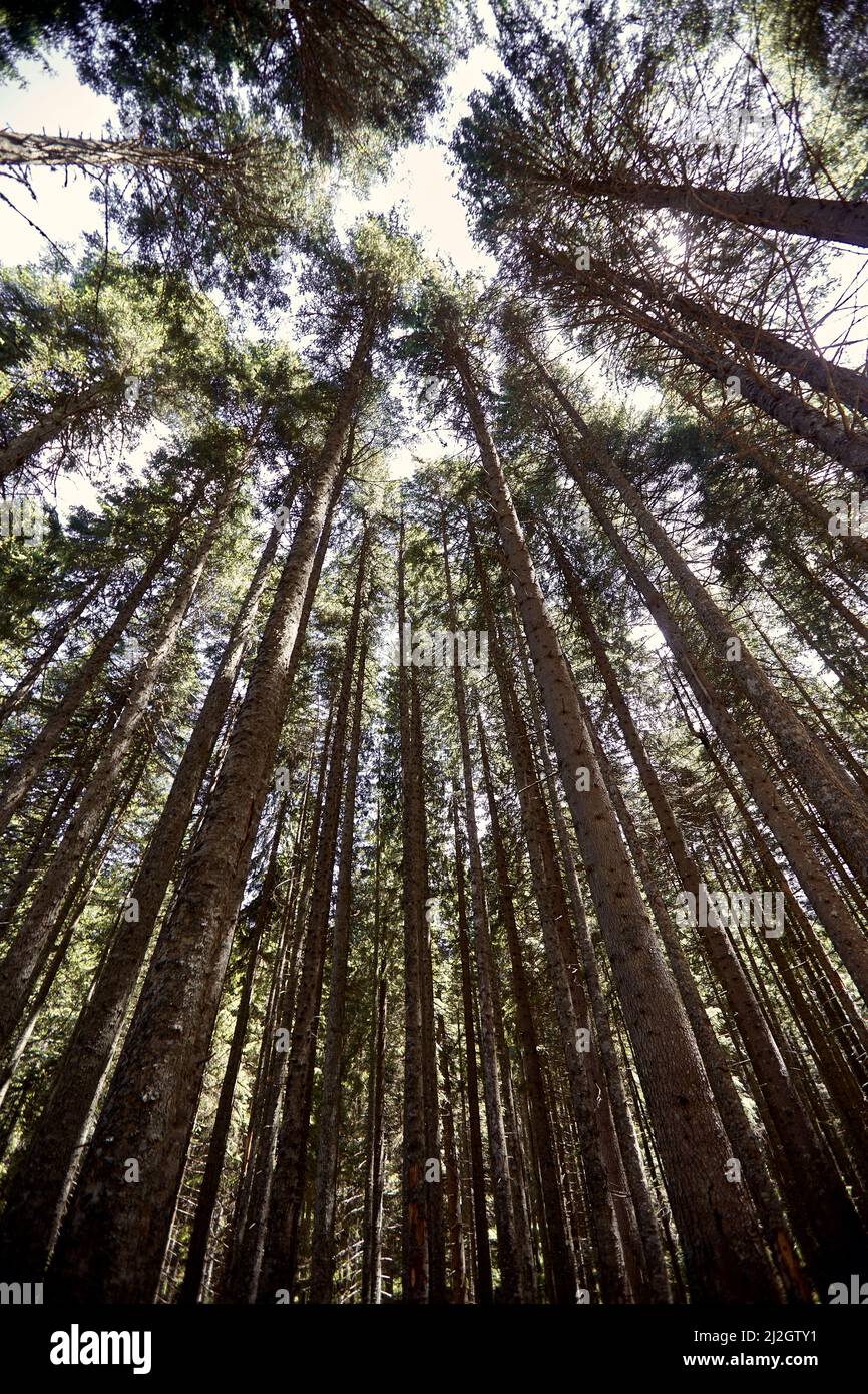 Outdoor scenery and woods hi-res stock photography and images - Alamy