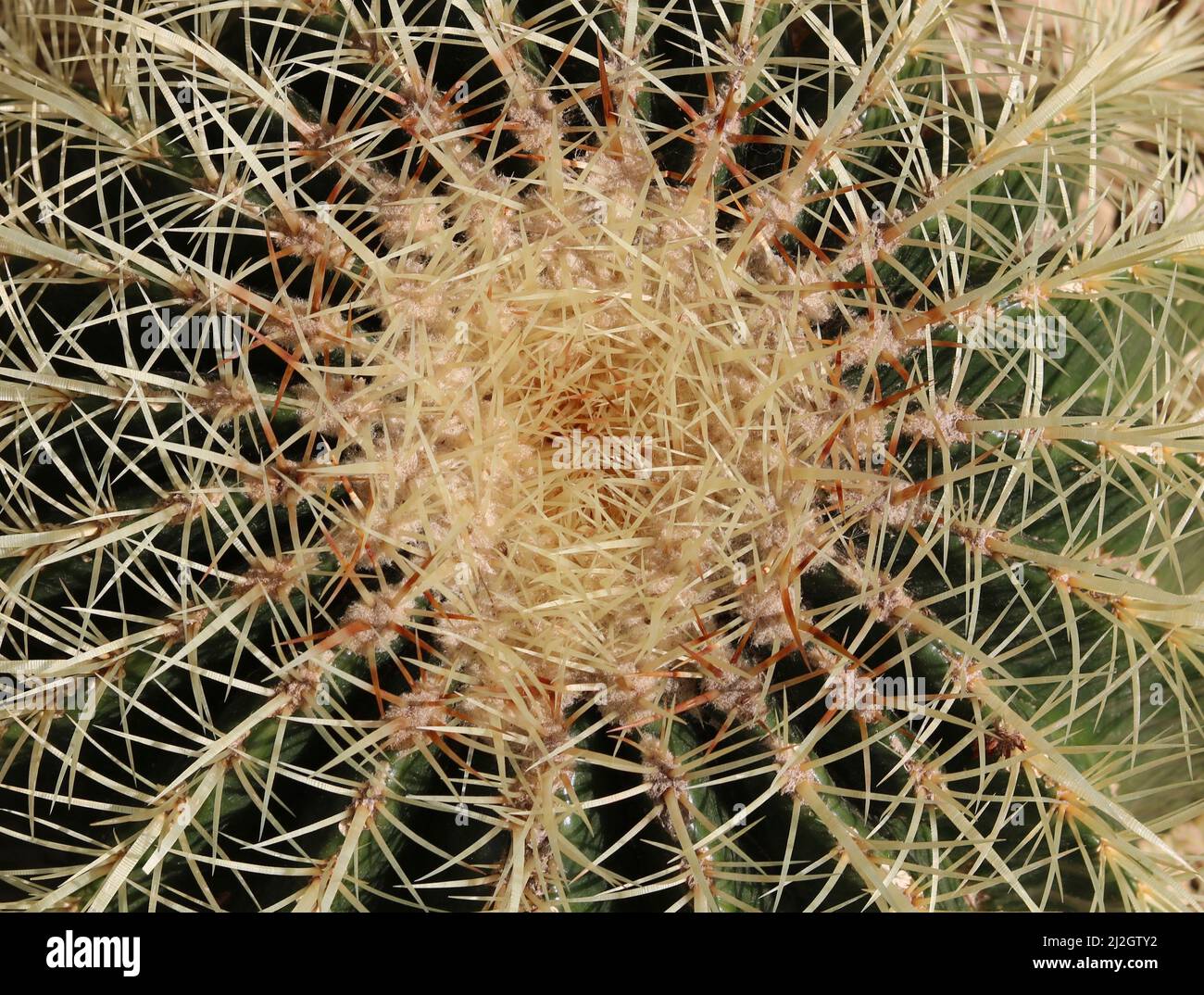 Full frame top view of spiky green cactus showing spine detail Stock ...