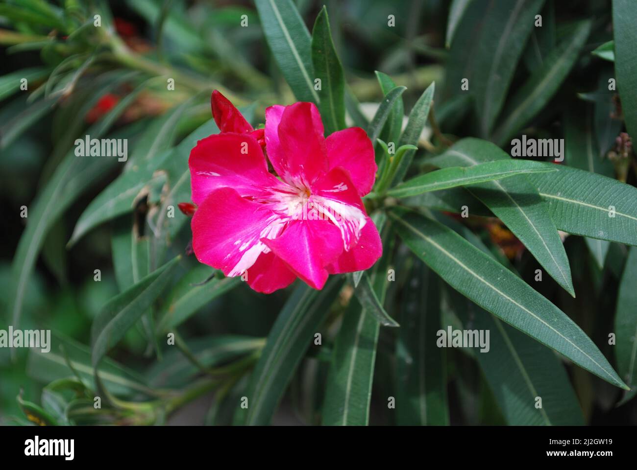 Nerium Oleander Flower Stock Photo - Alamy