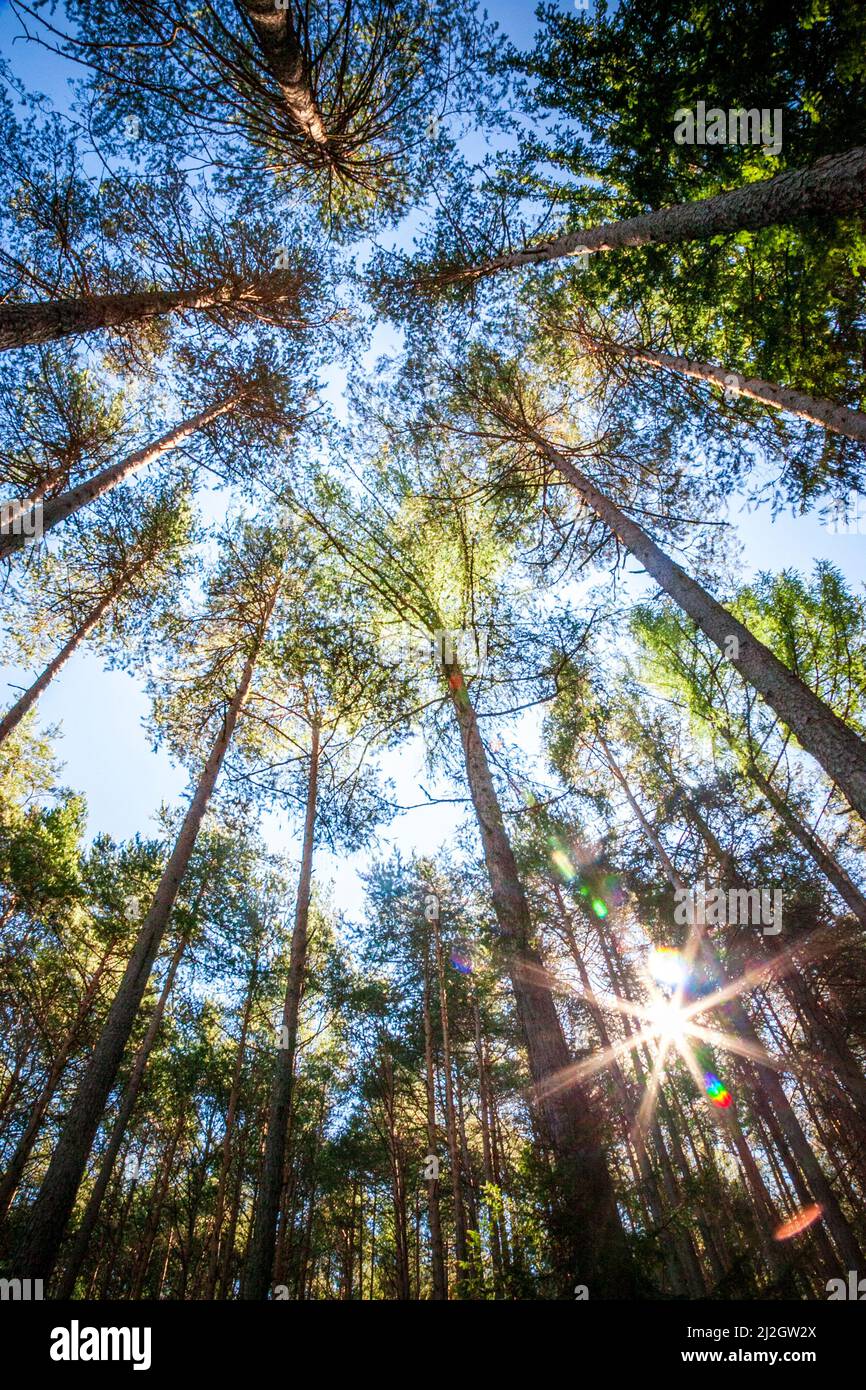 Backlight images hi-res stock photography and images - Alamy