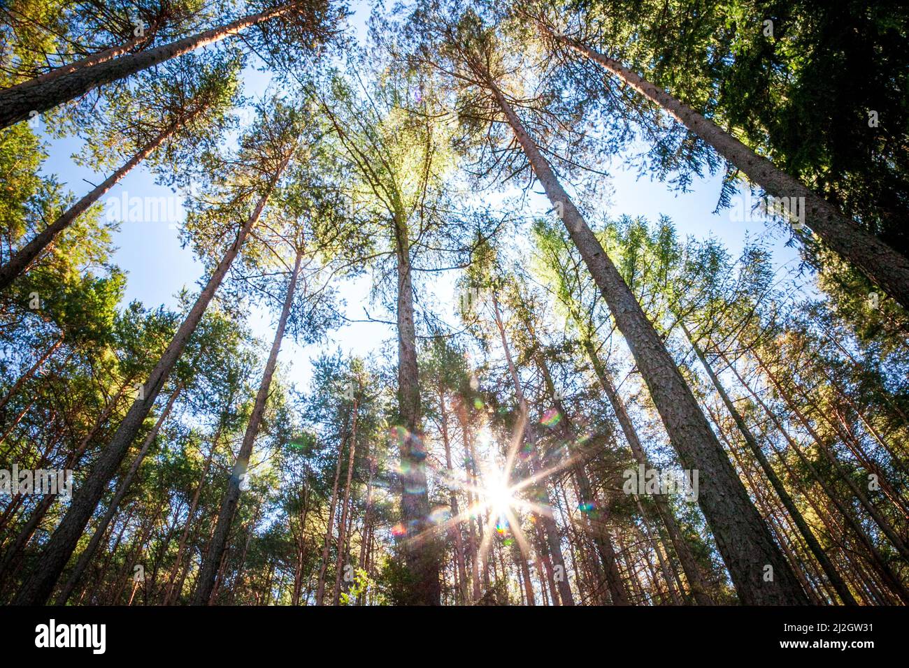 Backlight images hi-res stock photography and images - Alamy