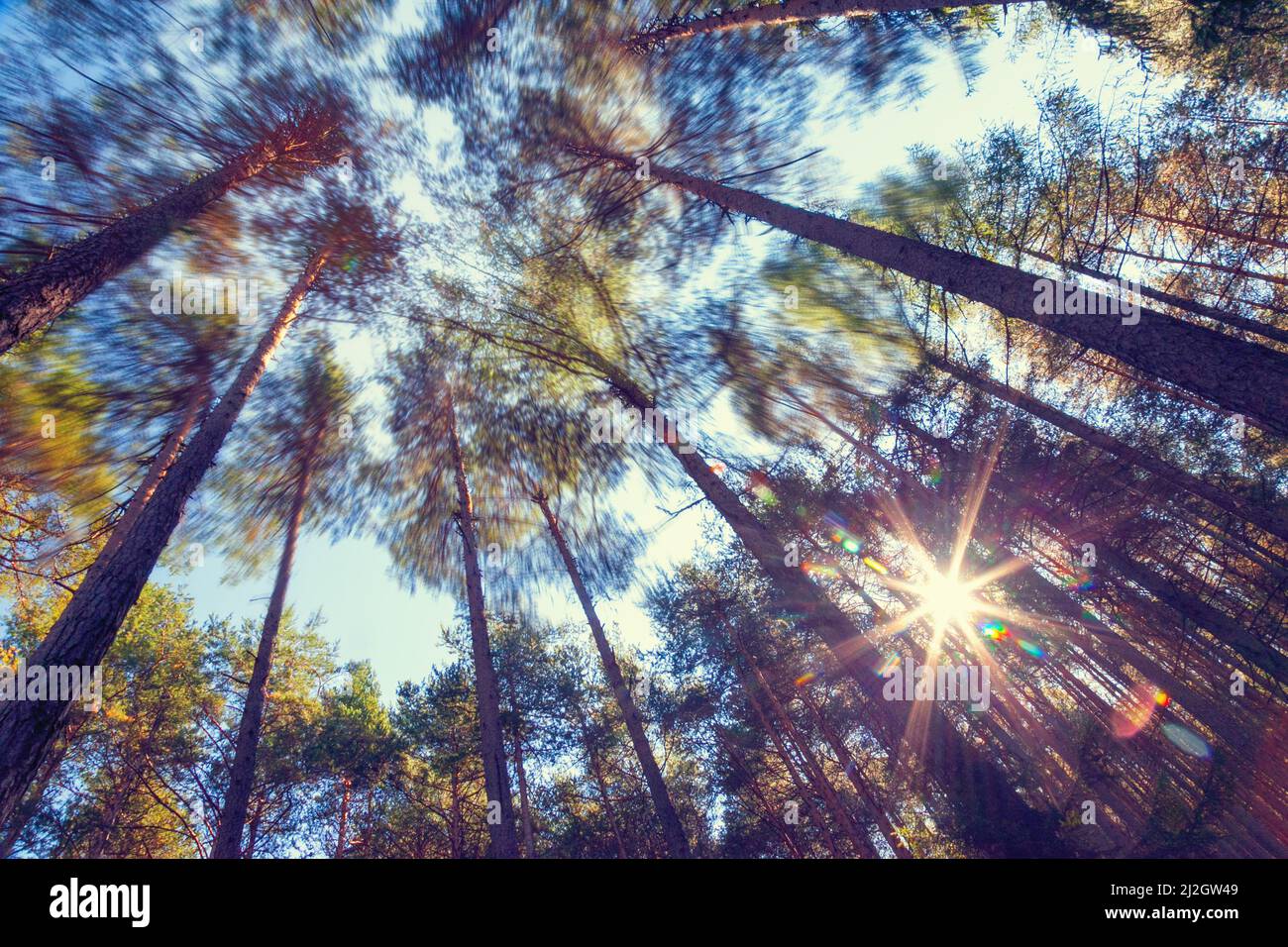 Backlight on trees in a Dolomites' wood Stock Photo - Alamy