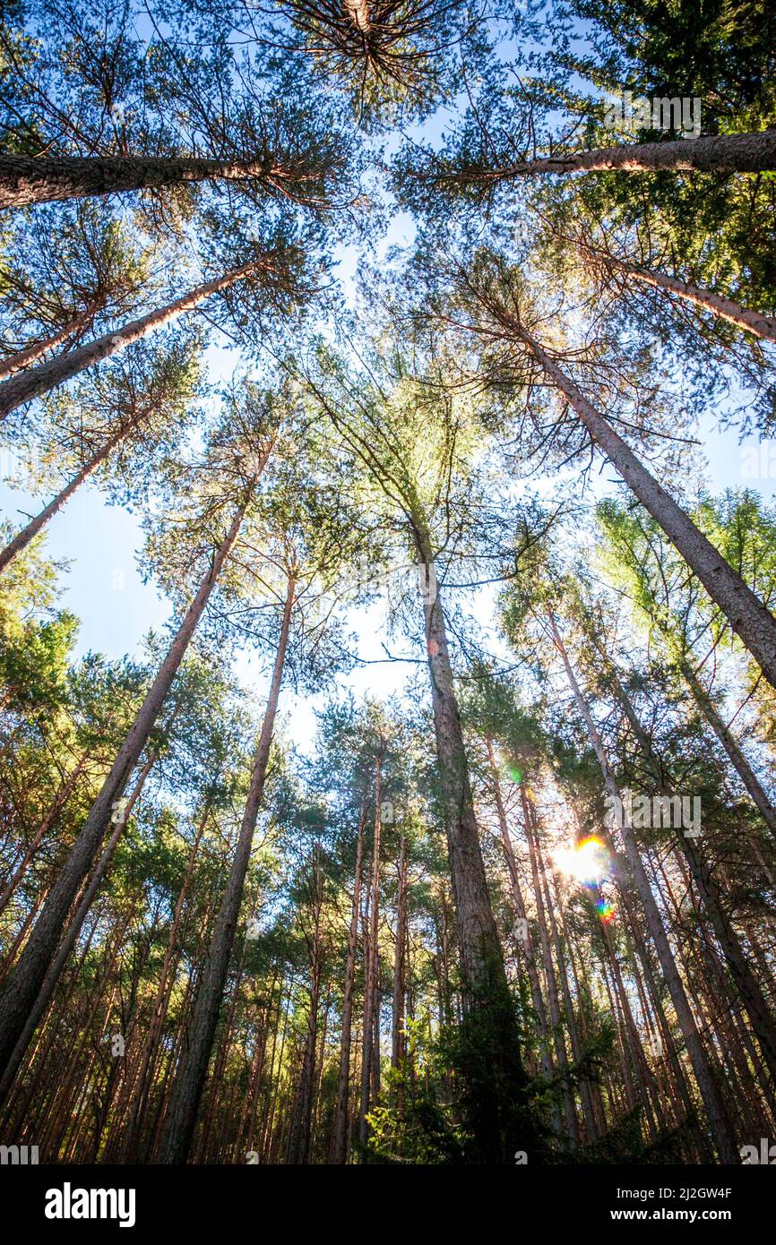 Backlight on trees in a Dolomites' wood Stock Photo - Alamy