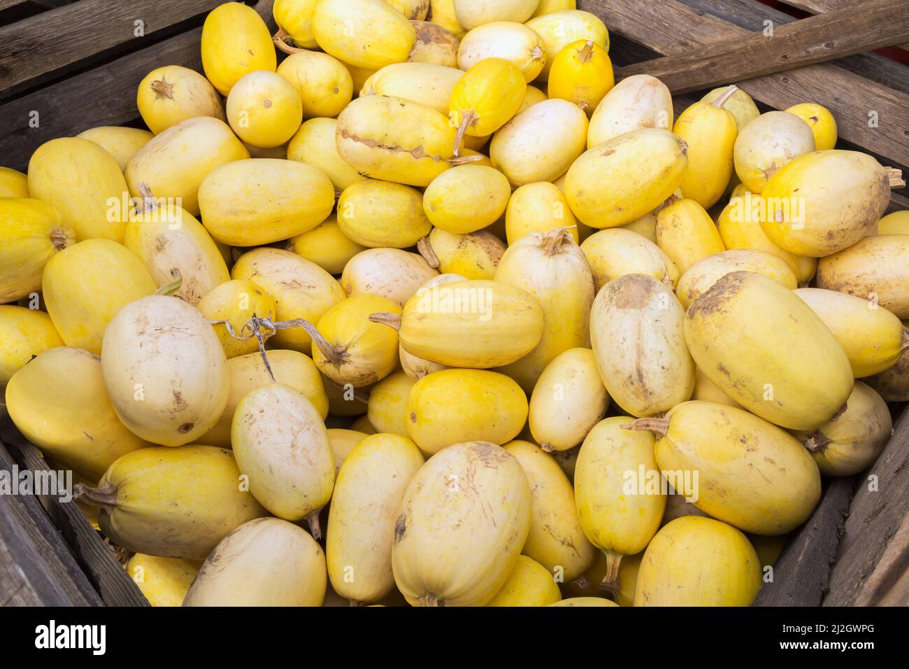 Spaghetti gourd hi-res stock photography and images - Alamy