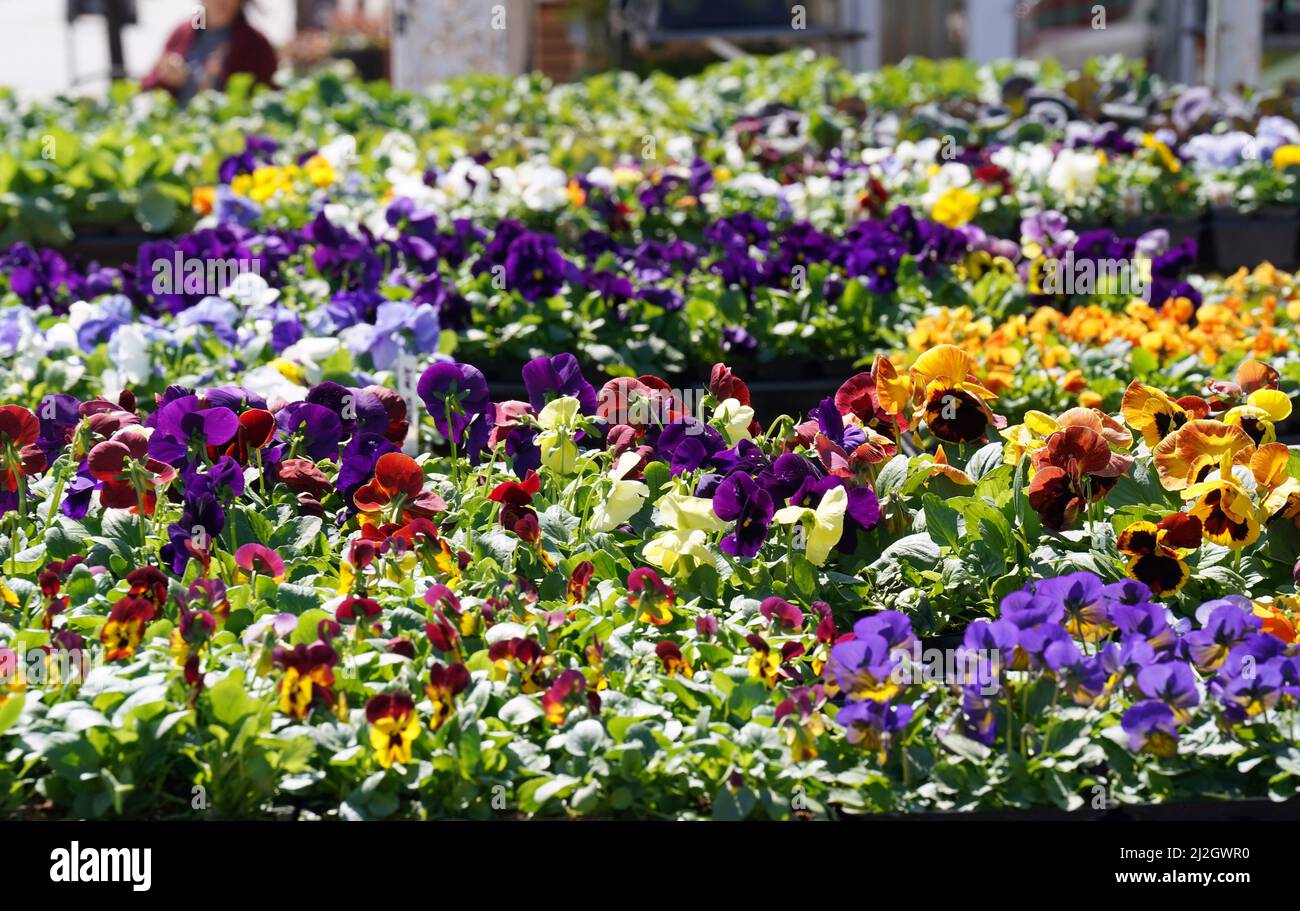 St. Louis, United States. 01st Apr, 2022. Colorful pansee flowers are ...