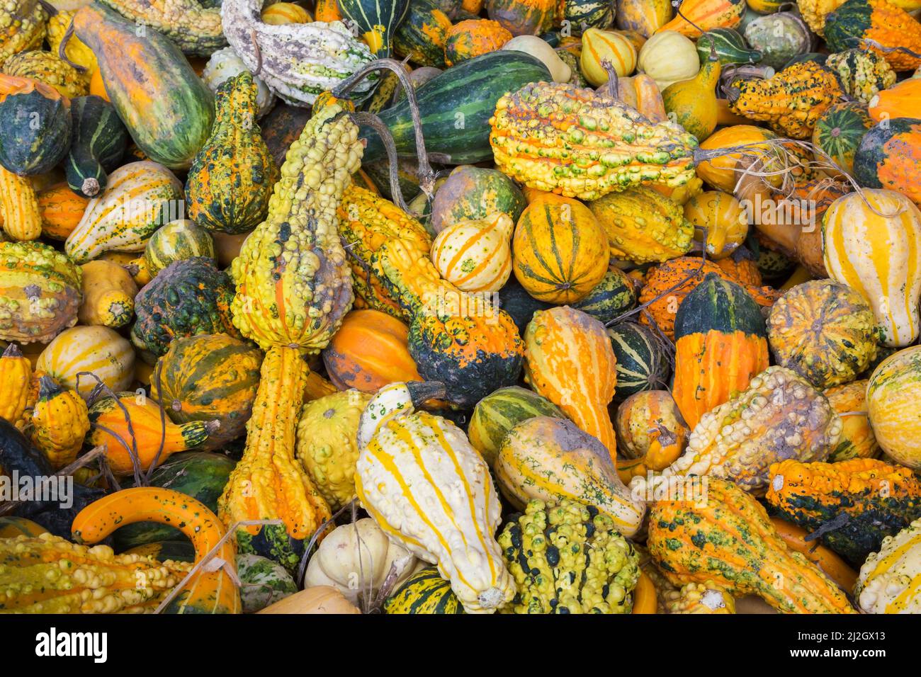 Pile ornamental gourds hi-res stock photography and images - Alamy