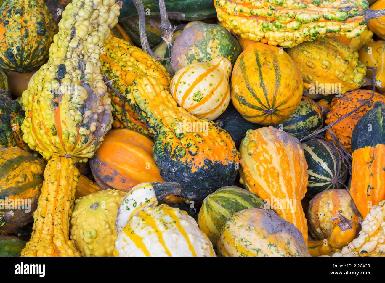 Mixed Cucurbita spp. 'Ornamental' - Gourds in autumn Stock Photo - Alamy