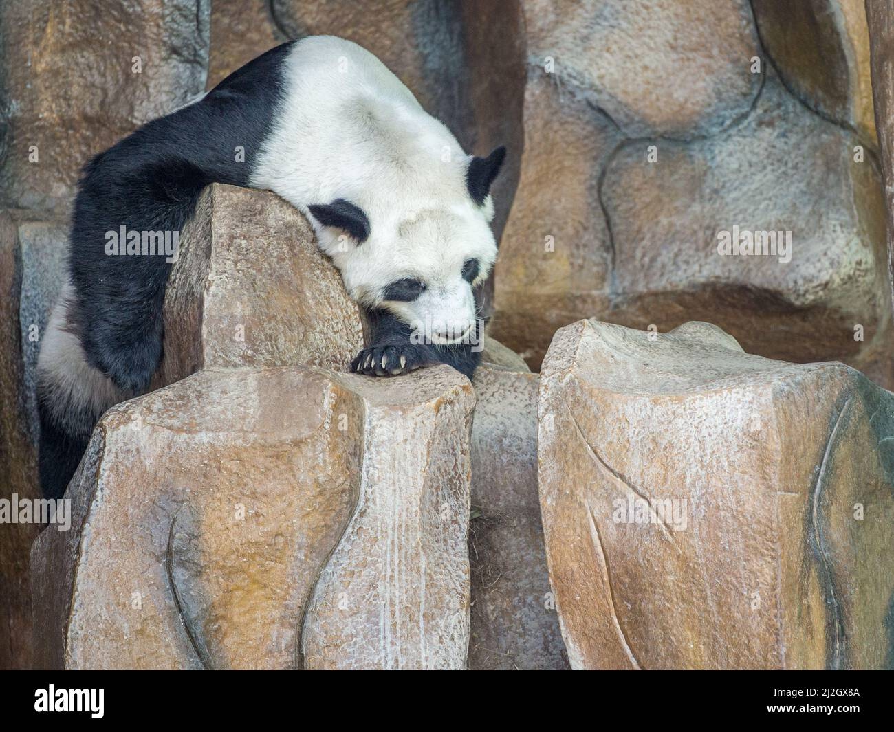 Giant Panda taking a nap at at Chiang mai zoo. The Giant Panda is an ...