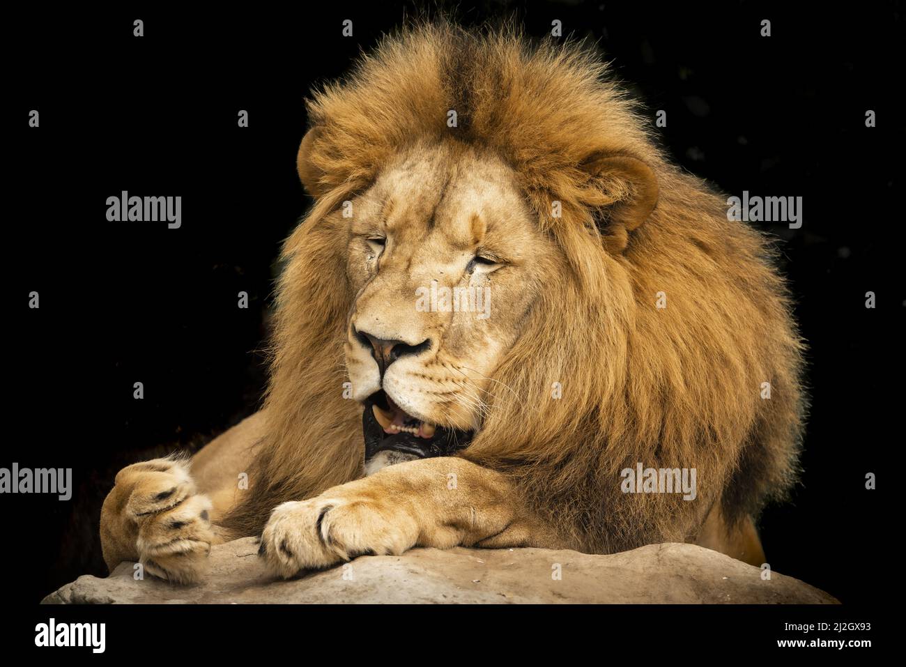 Lion zoo sydney hi-res stock photography and images - Alamy