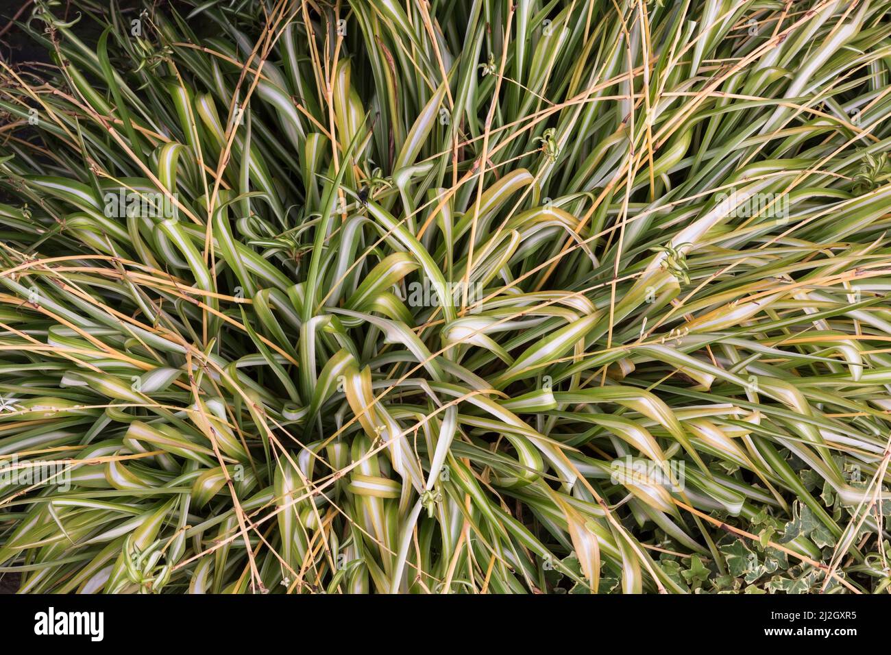 Flattened plants hi-res stock photography and images - Alamy
