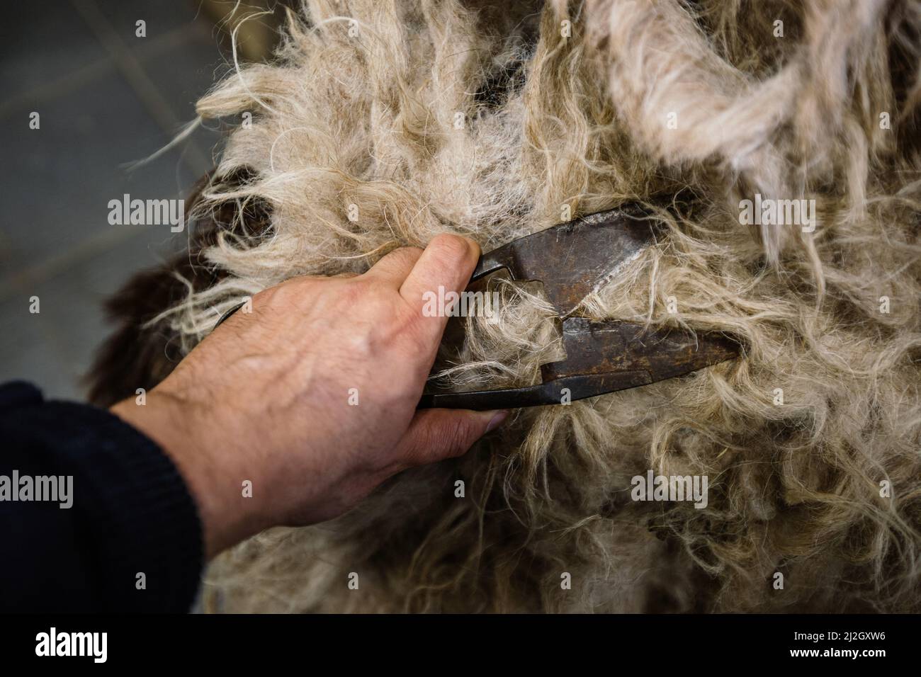 Farmer cutting wool hi-res stock photography and images - Alamy