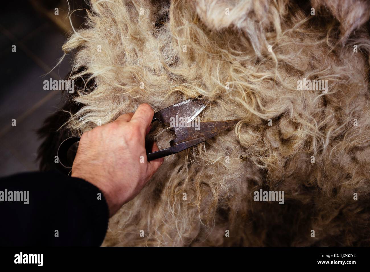 Farmer cutting wool hi-res stock photography and images - Alamy