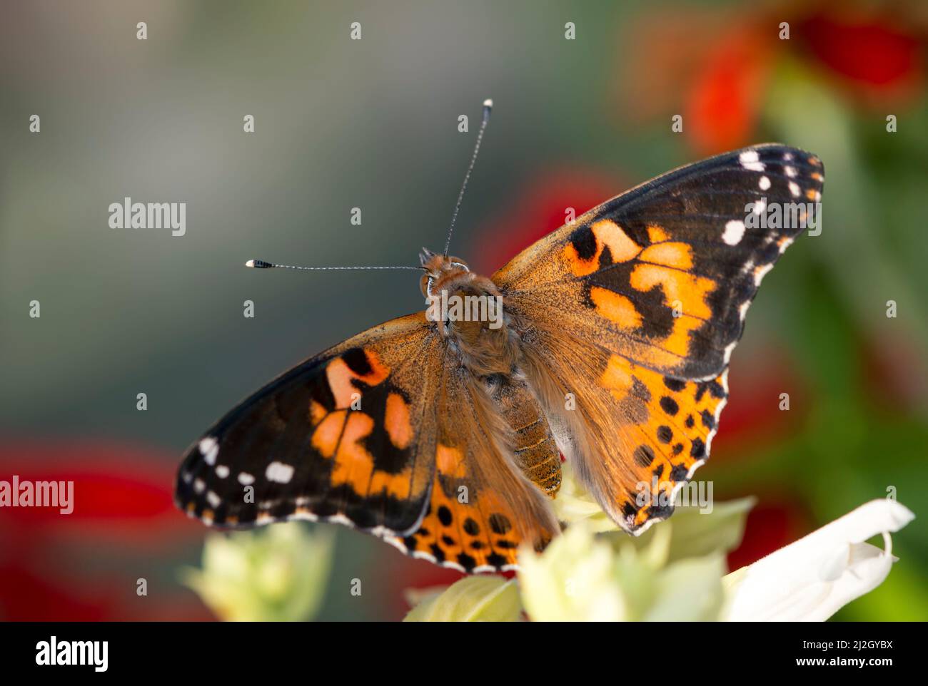 Painted lady butterfly butterflies hi-res stock photography and images ...