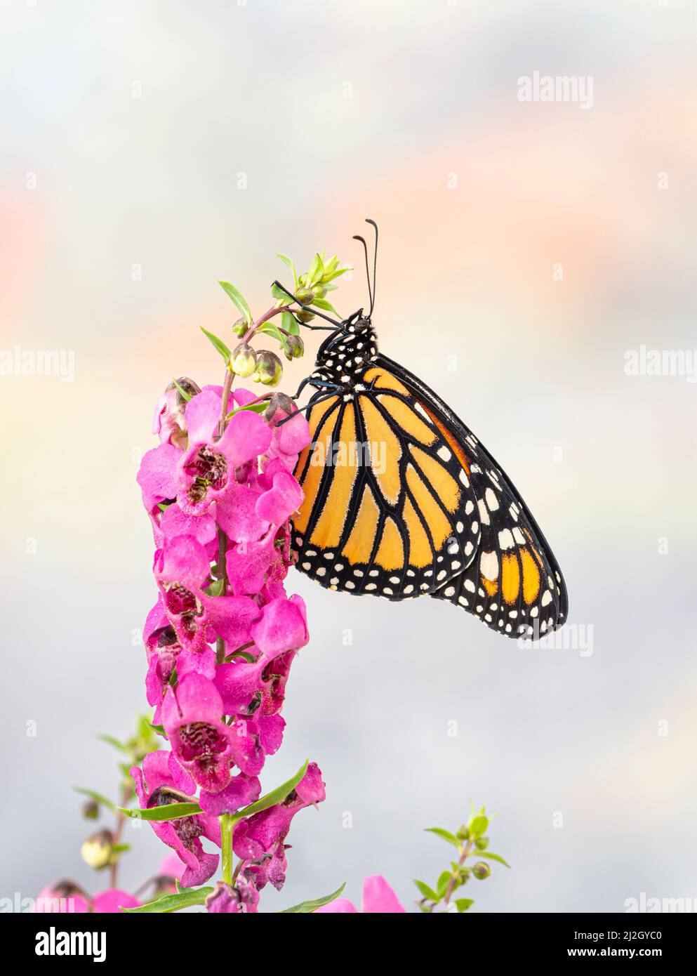 Side view of a Monarch butterfly (danaus plexippus) resting on a flower ...
