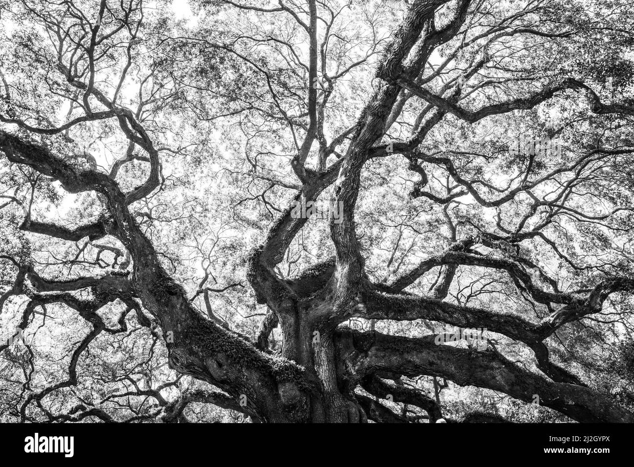 Black and white detailed image of historic Angel Oak tree in Charleston ...