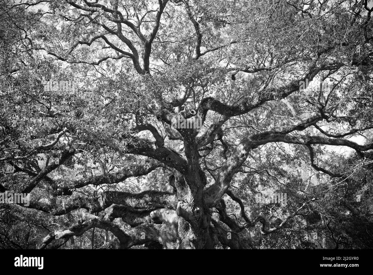 Angel Oak Trees In South Carolina at Francisco Donnelly blog