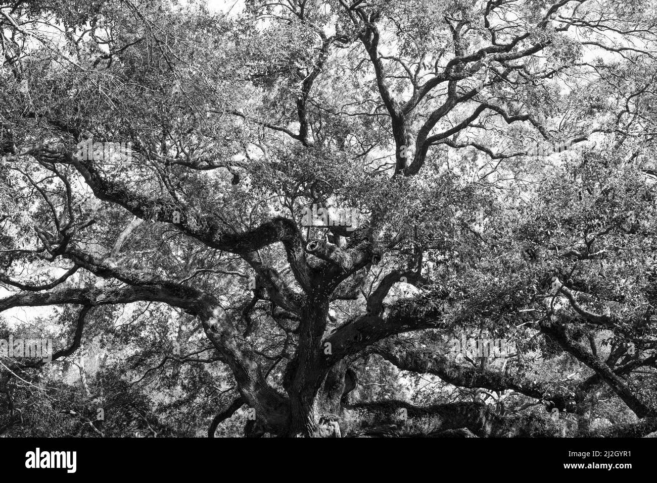 Black and white detailed image of historic Angel Oak tree in Charleston ...