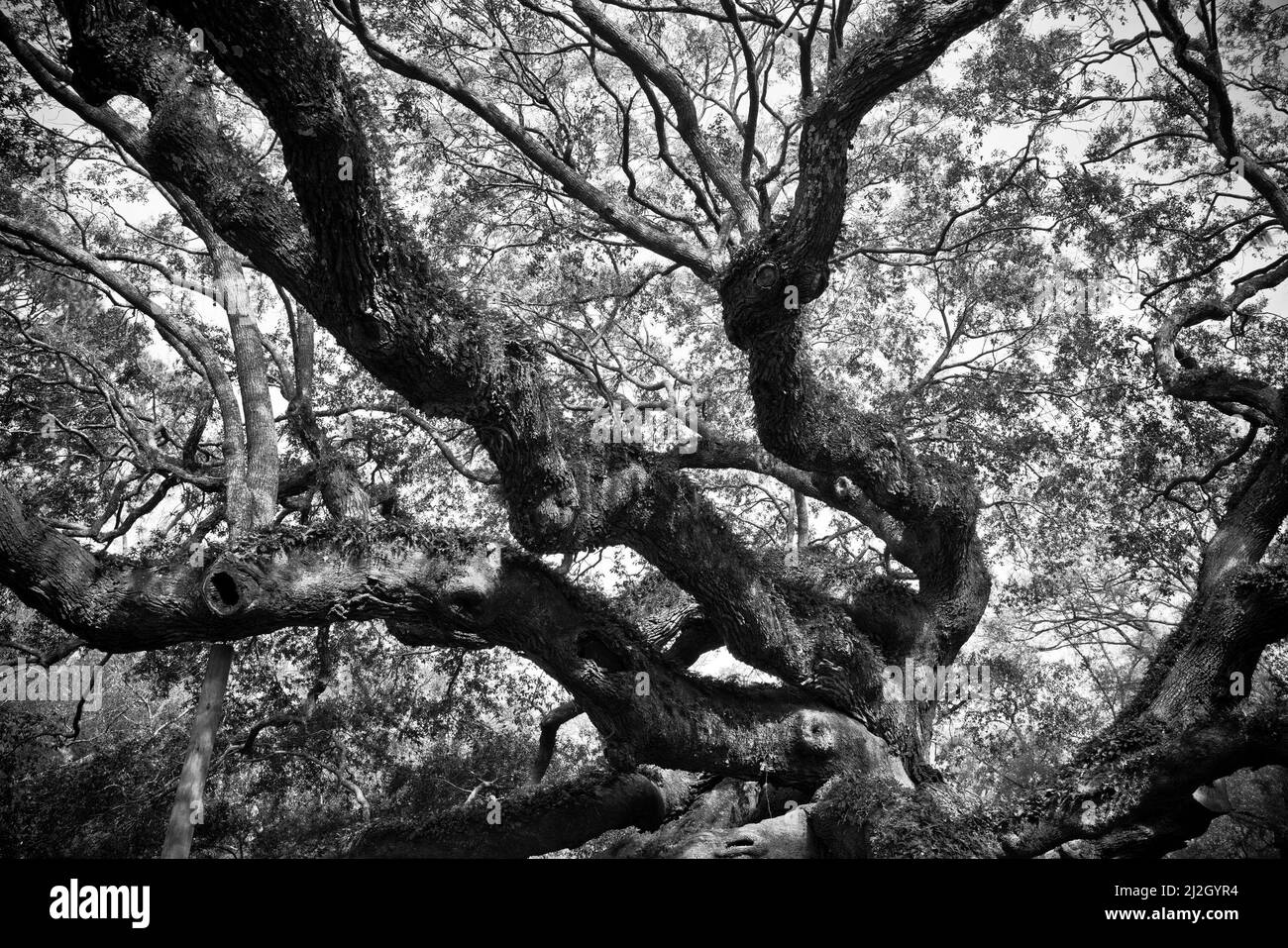 Black and white detailed image of historic Angel Oak tree in Charleston ...
