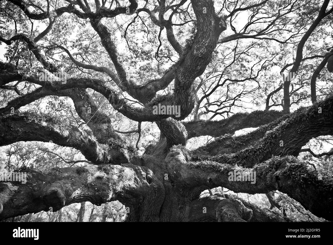 Black and white detailed image of historic Angel Oak tree in Charleston ...