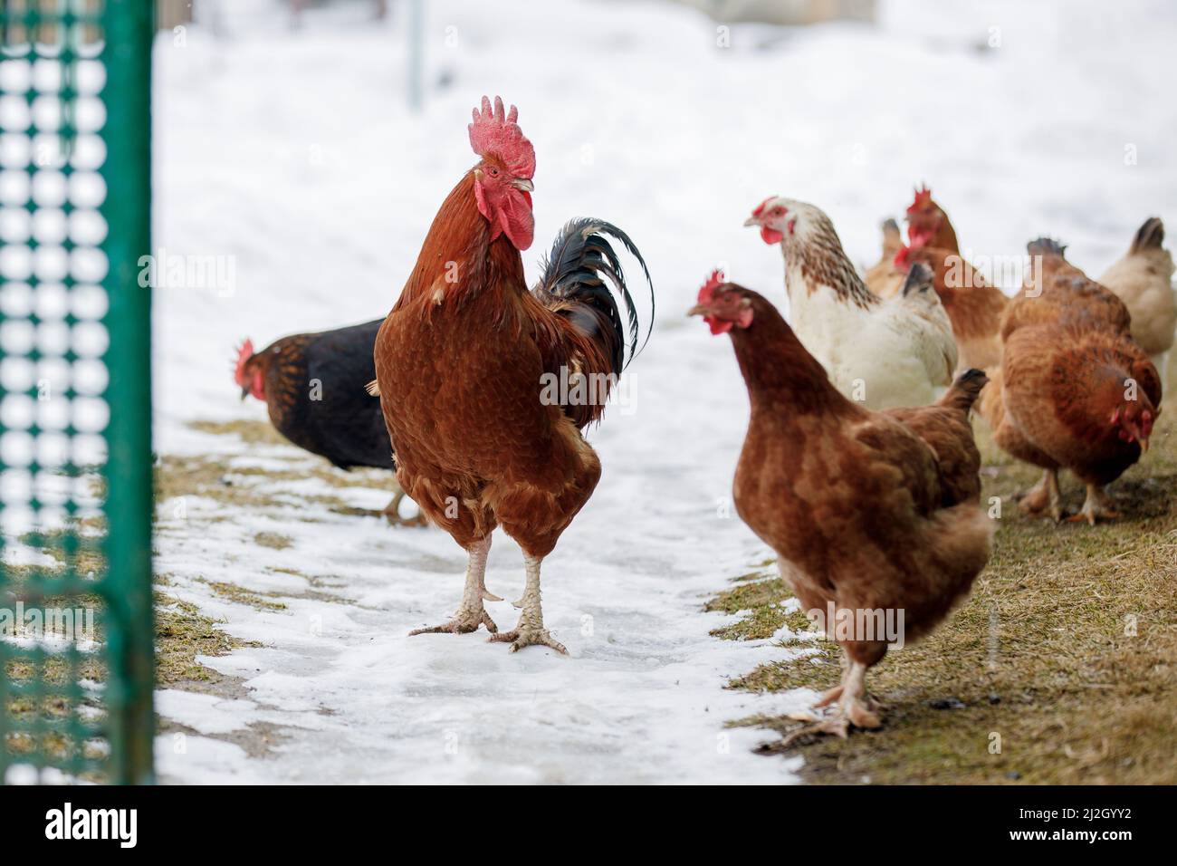 Chicken farm. Rural chicken farm stable with lots of chickens walking ...
