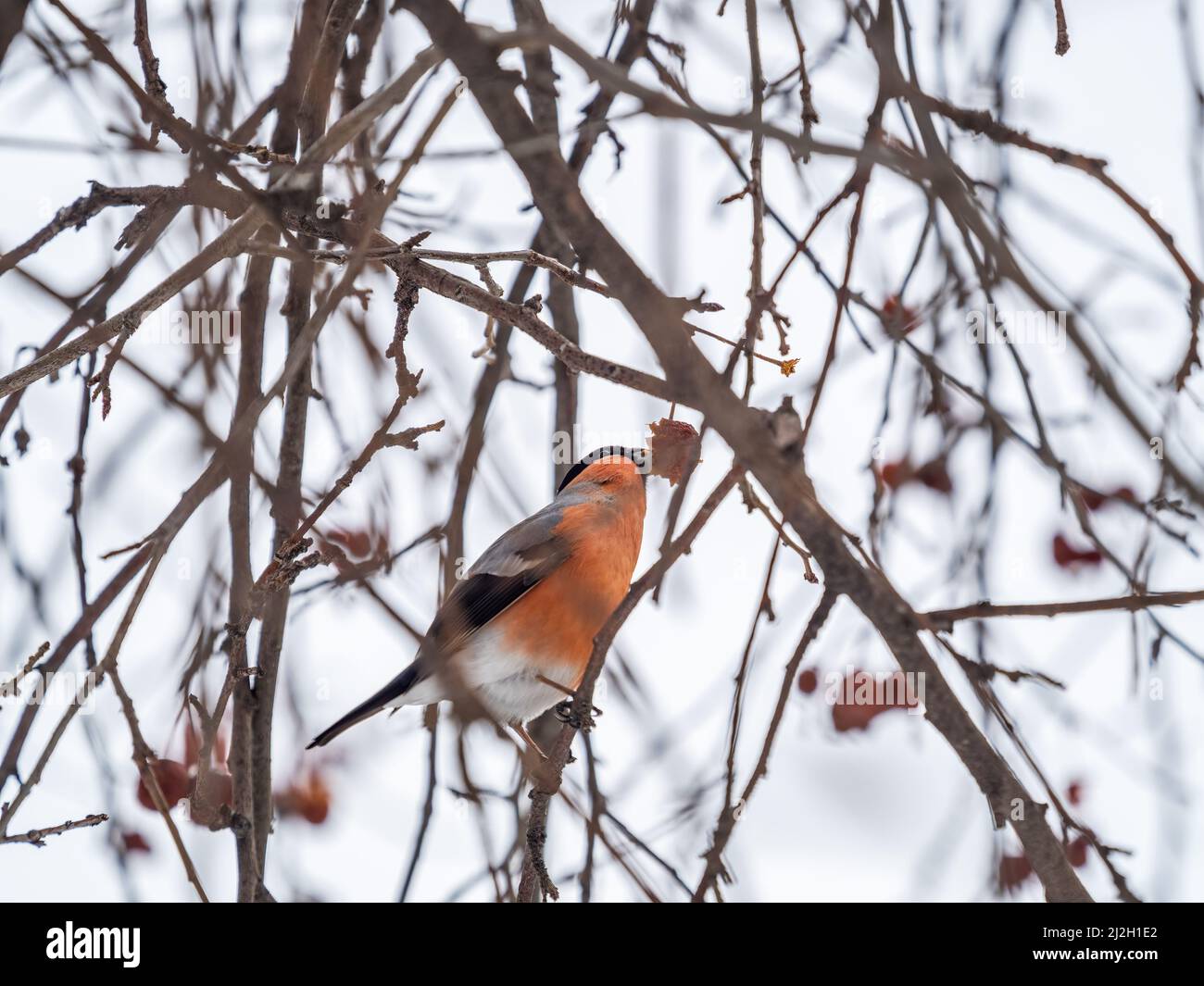 Bullfinch sits on a branch and eats small red apples. Bullfinch bird ...