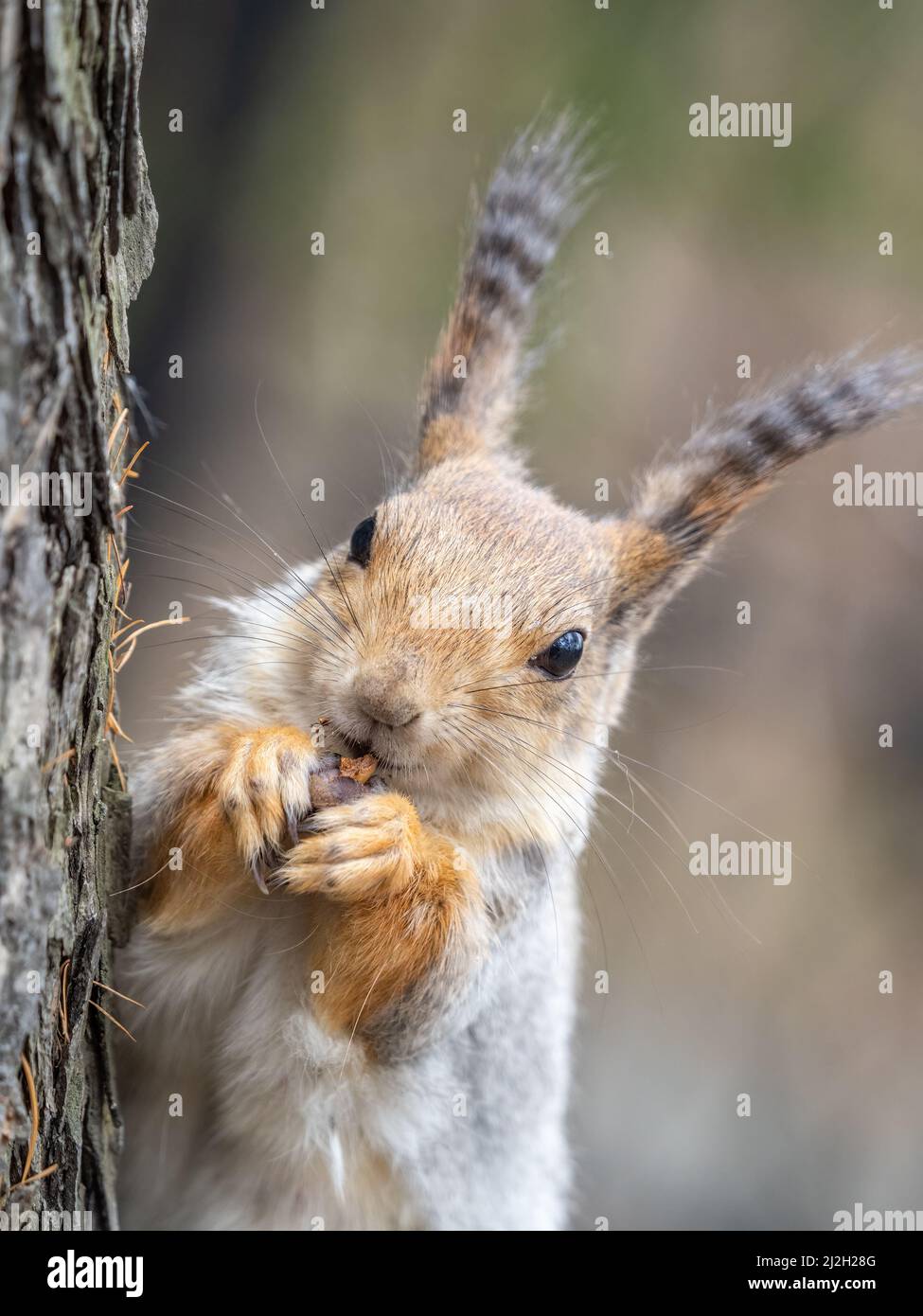 A squirrel with a fashionable hairstyle and lush wavy tassels on its ...