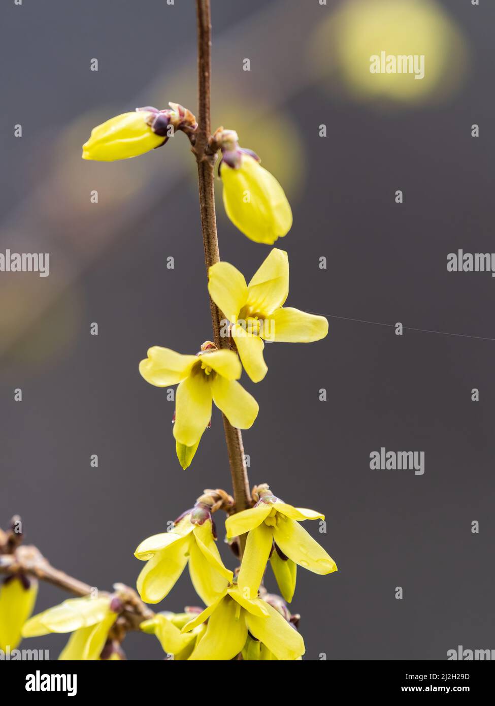 Forsythia. Blooming forsythia bush. Yellow flower on a branch of ...