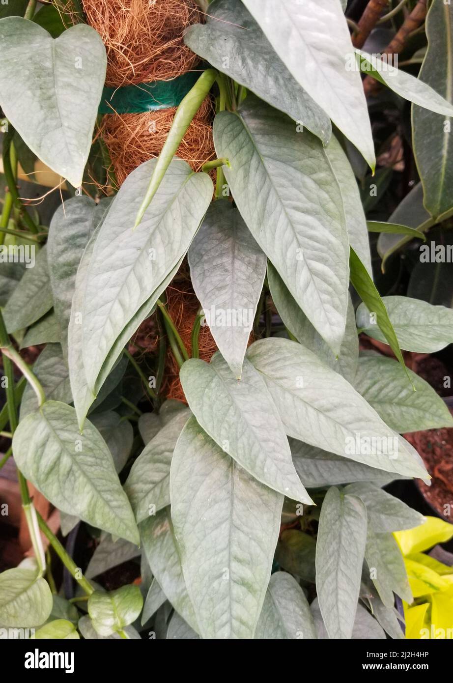 Cebu blue hi-res stock photography and images - Alamy