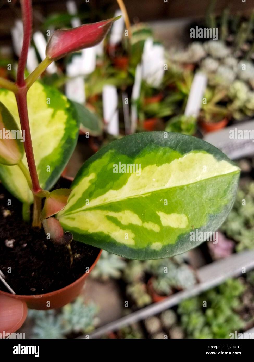 Lisa long hi-res stock photography and images - Alamy