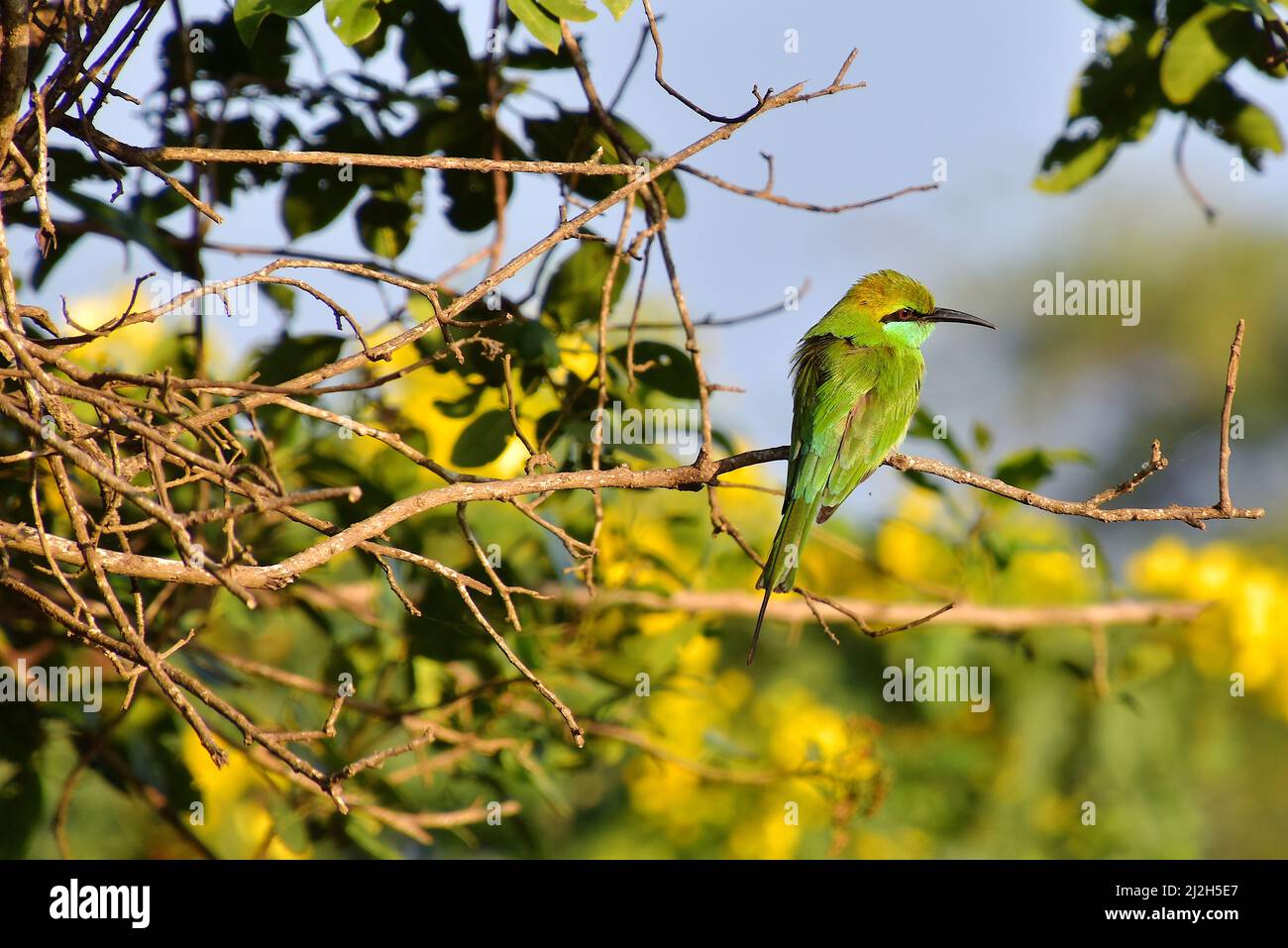 The green bee-eater (Merops orientalis), also known as little green bee ...