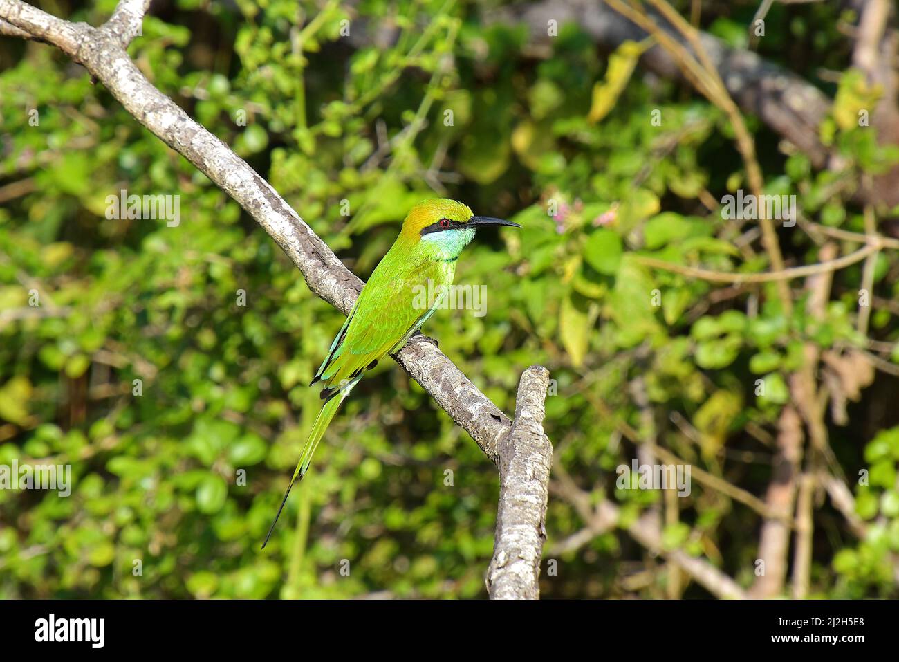 The green bee-eater (Merops orientalis), also known as little green bee ...