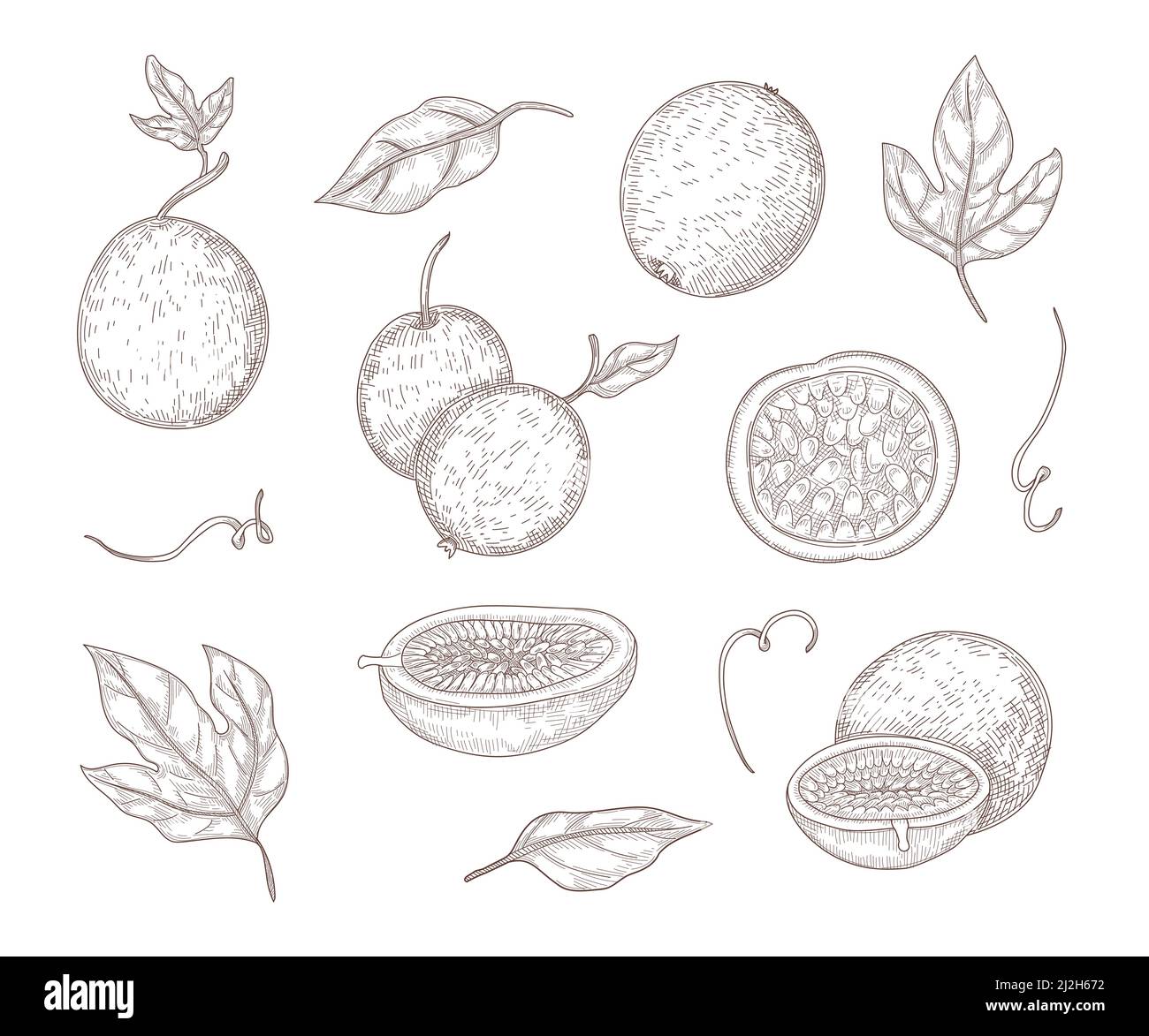 Fresh Passionfruit Engraved Illustrations Set Hand Drawn Vintage