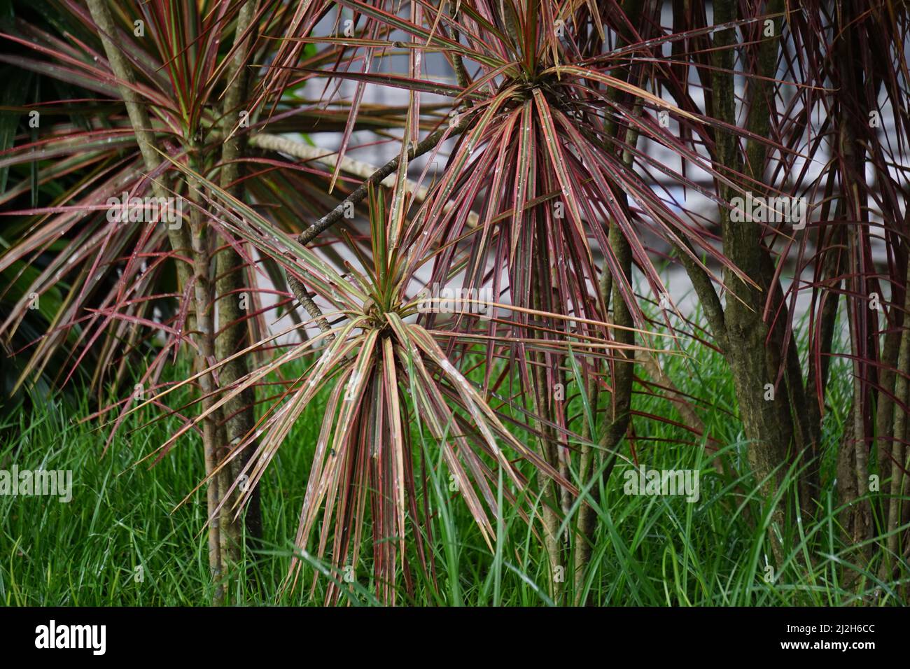 Red Edge Dracaena